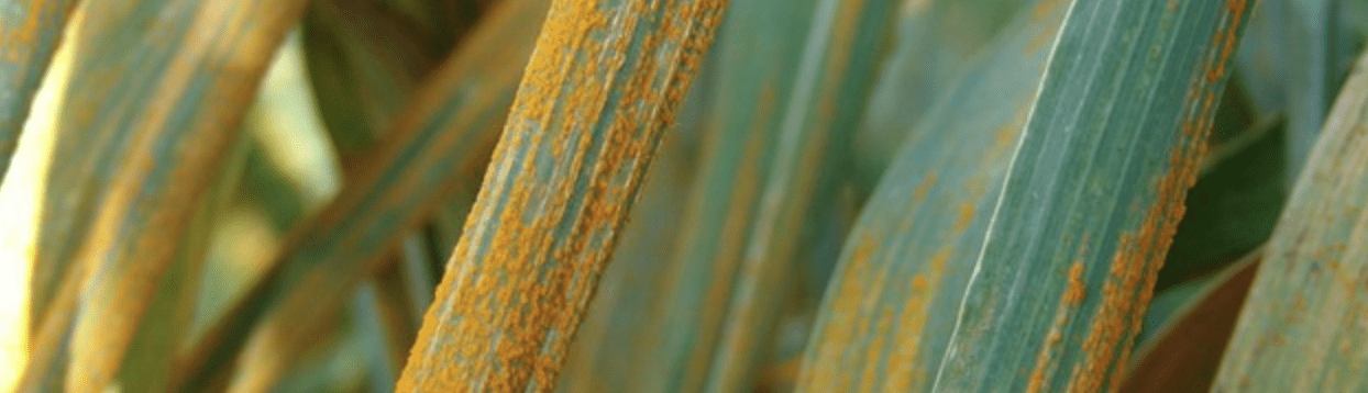 A Rust of a Different Stripe - Protect Wheat Corps | C&M Seeds