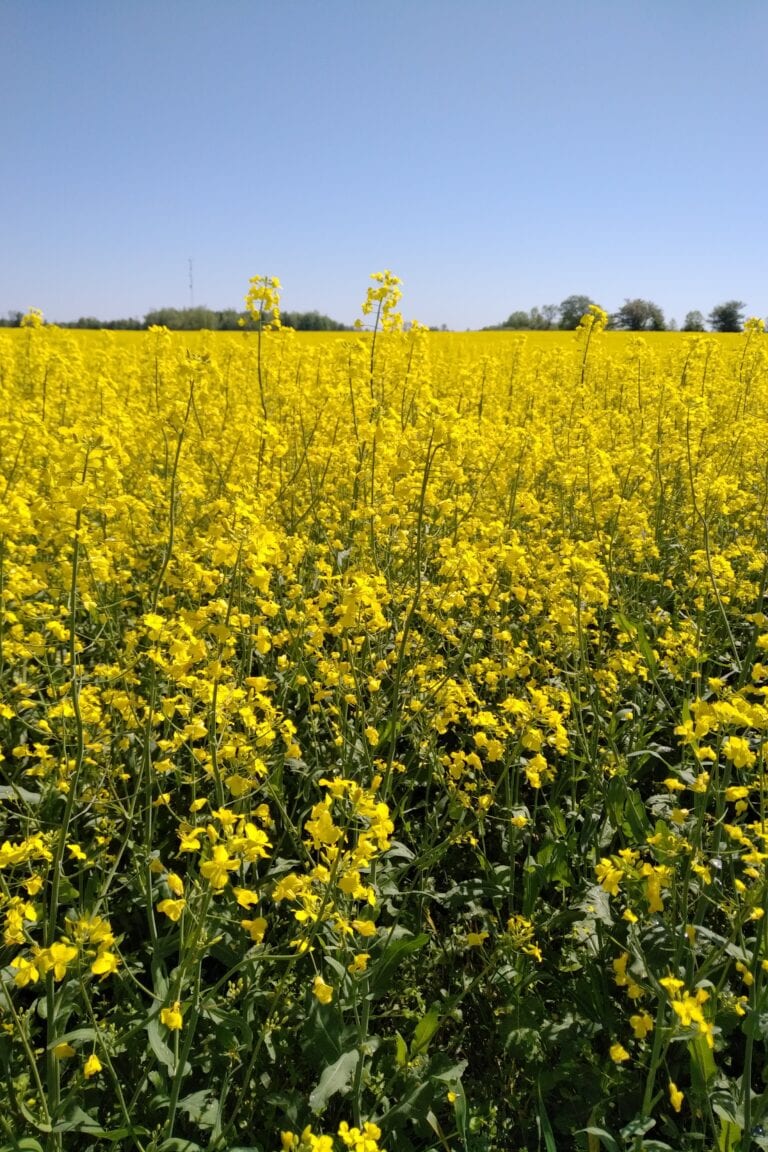 Winter Canola Production - C&M Seeds