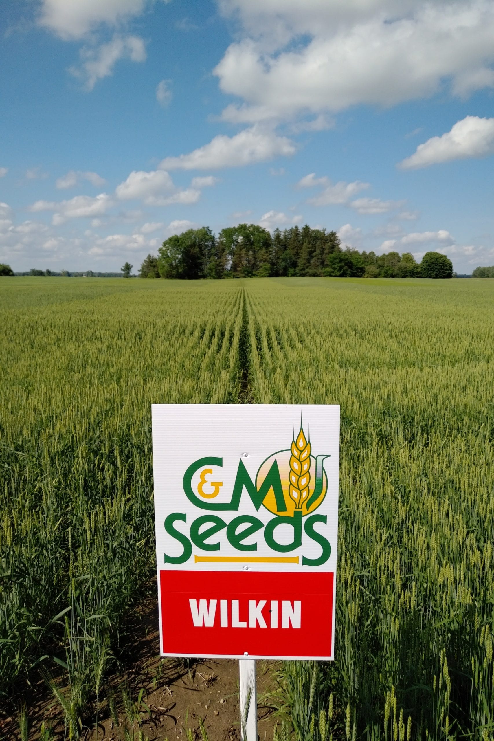 WILKIN - C&M Seeds