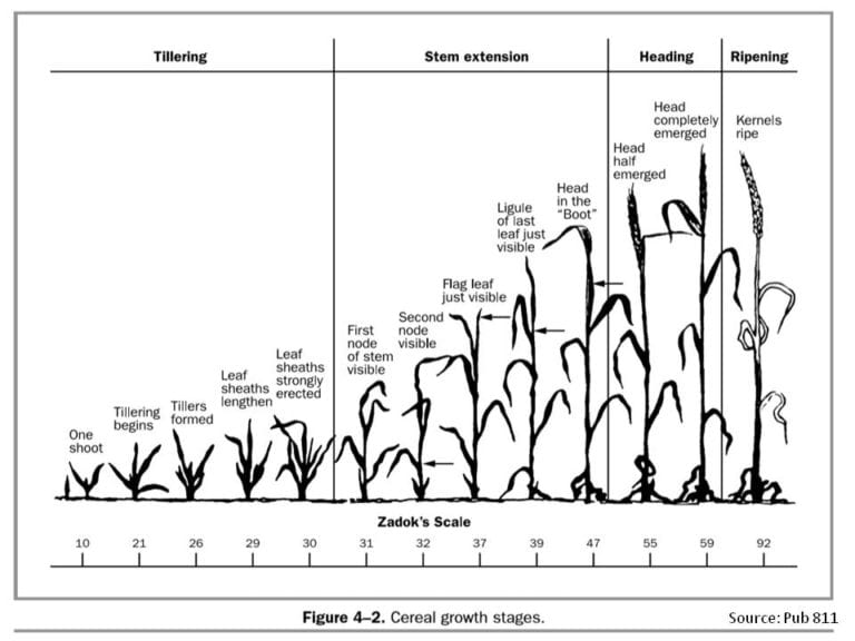 Spring Scouting Tips and Tricks - C&M Seeds